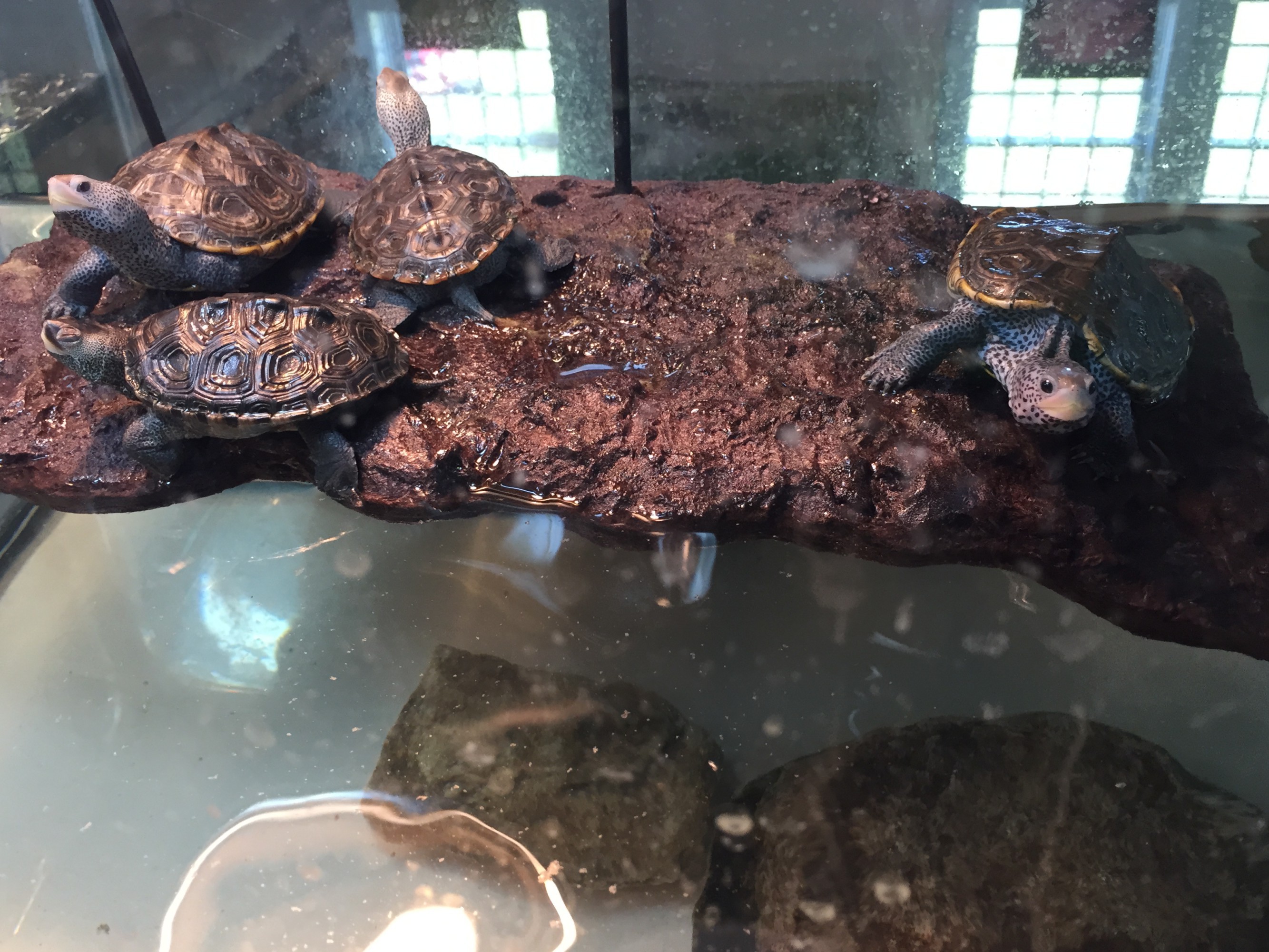 Happy birthday, terrapins! - SoundWaters