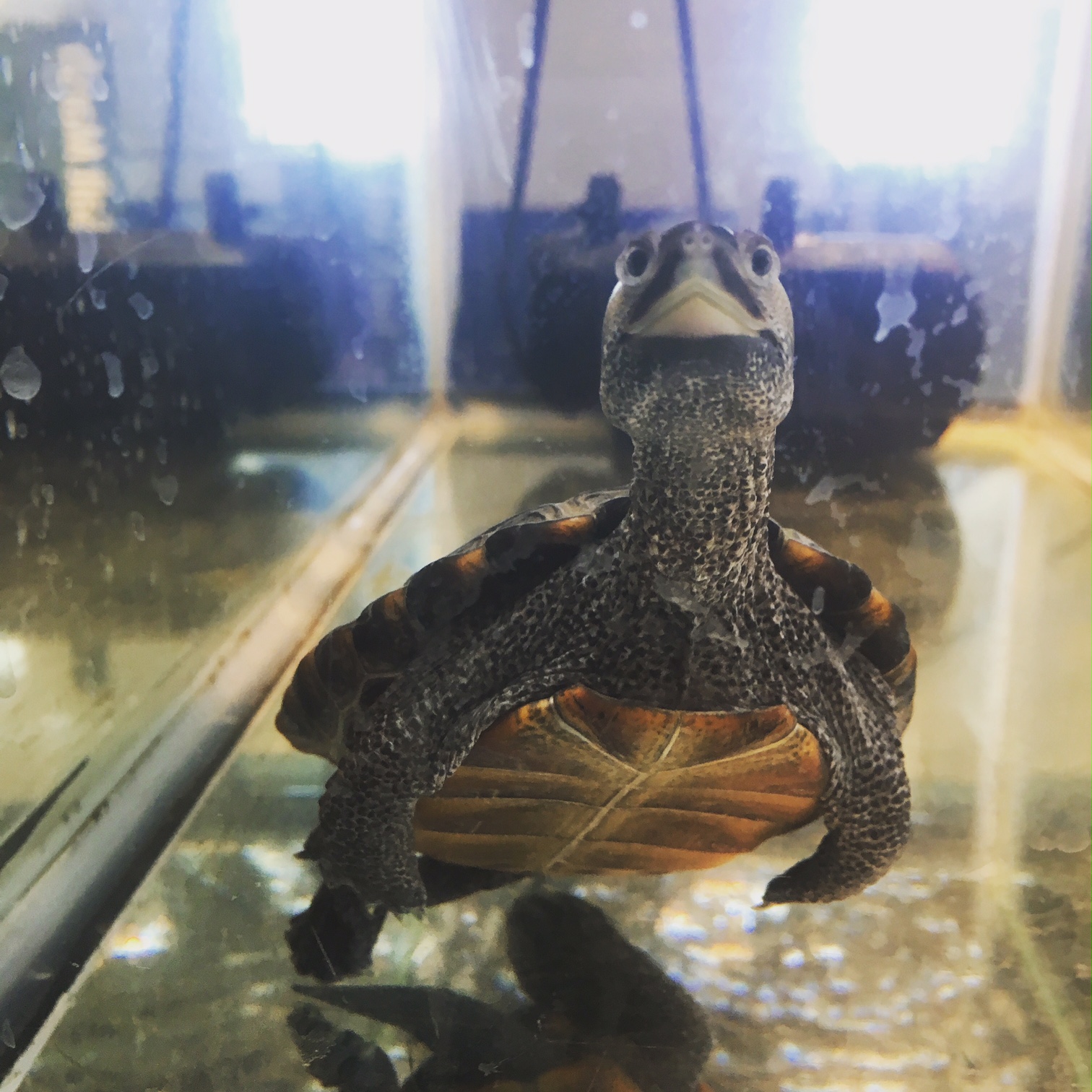 Terrapin Times - Week of October 7 - SoundWaters