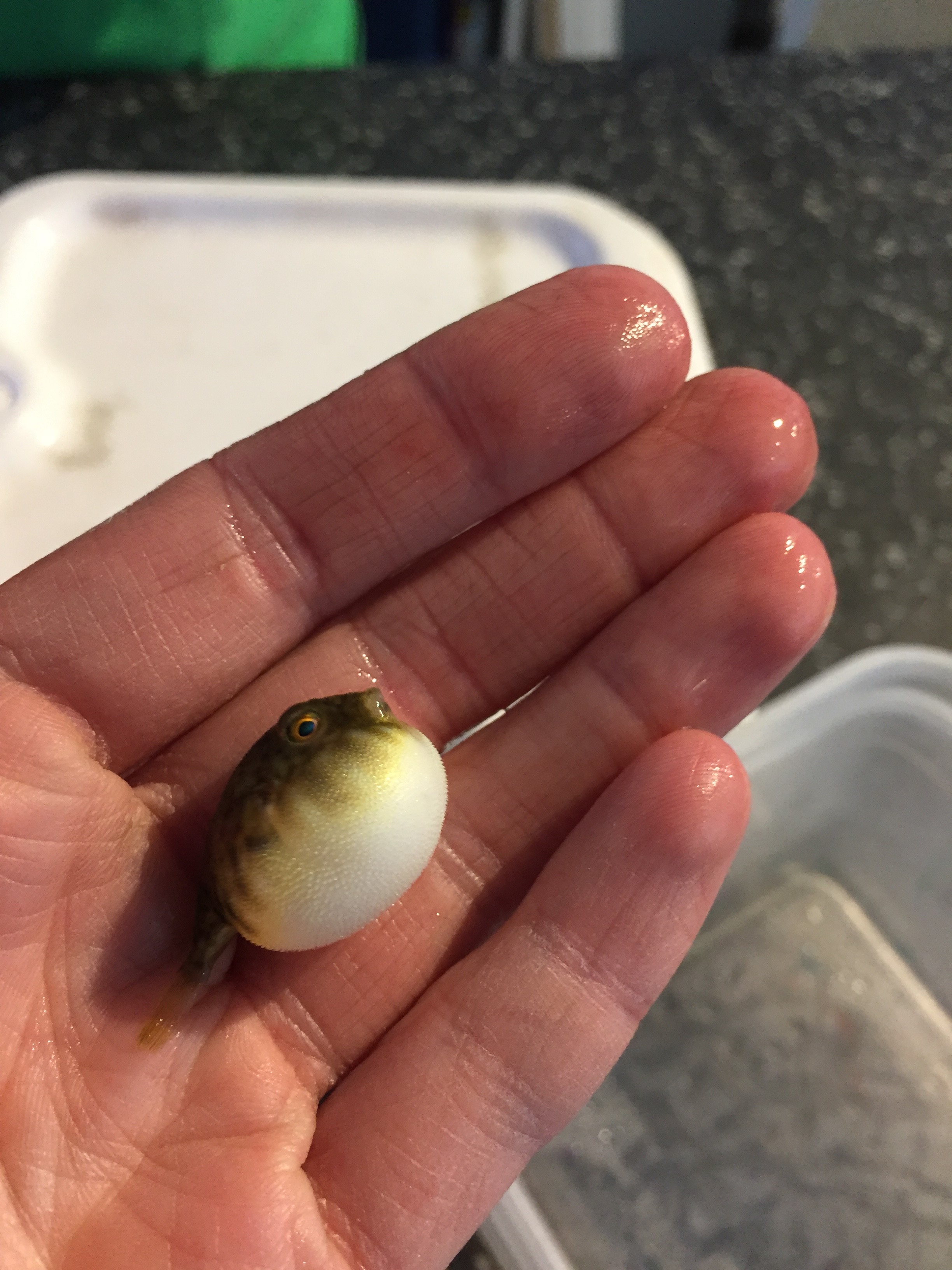 Seining Delight! - SoundWaters