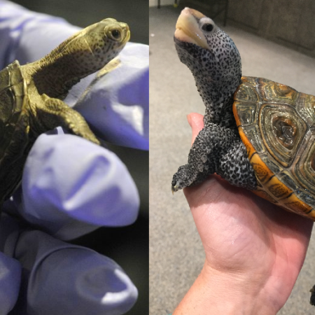 Terrapin Eggs! - SoundWaters