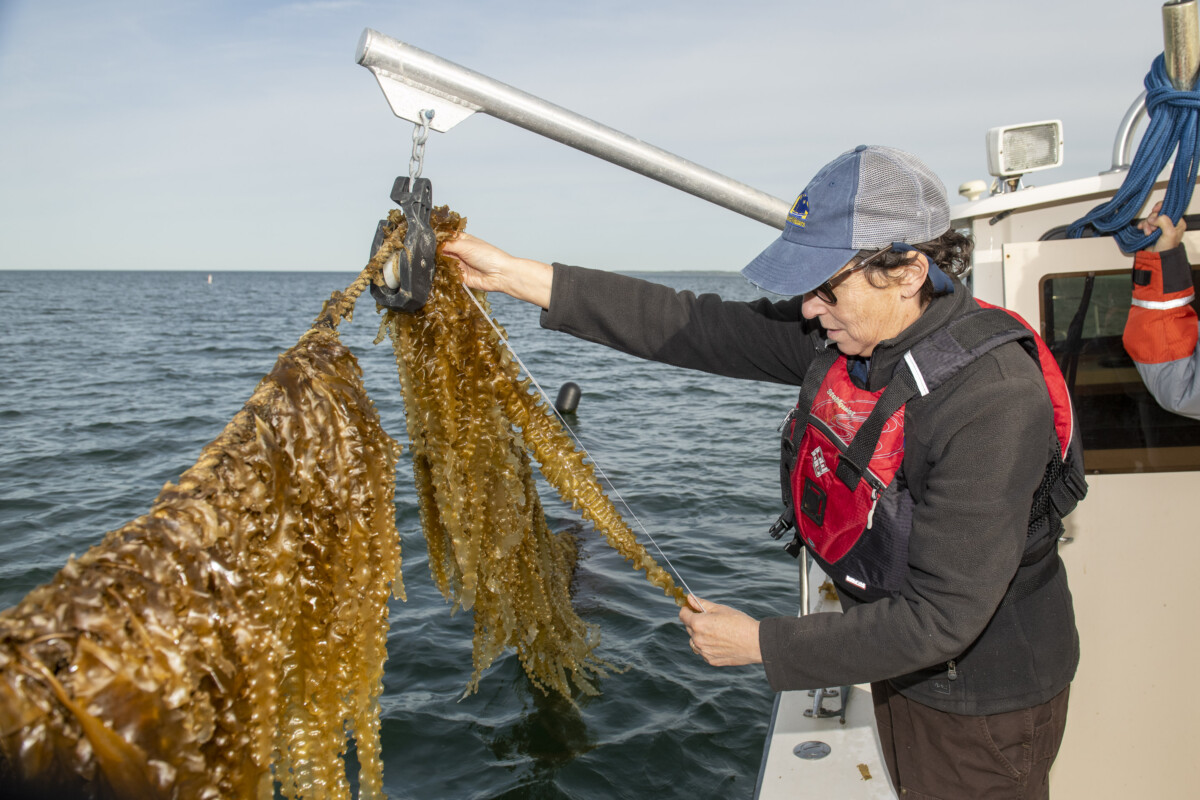 Kelp Farm - SoundWaters